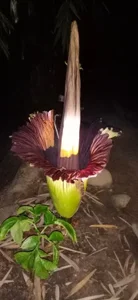 Berita • Untuk Keempat Kalinya Bunga Bangkai Mekar di Deli Serdang