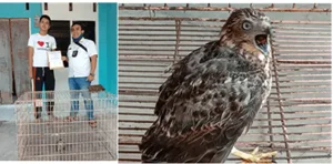 Berita • Warga Serahkan Elang Brontok ke Balai Besar KSDA Sumatera Utara
