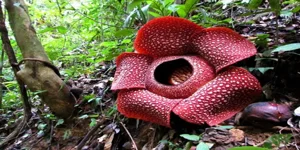 Pengumuman • Rafflesia kemumu (Rafflesiaceae), e new species from ...